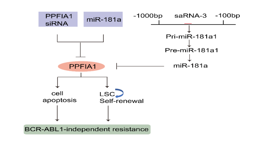 我院费嘉教授团队研发miR-181a的小RNA激活（saRNA）药物在慢性粒细胞白血病耐药性治疗方面的研究取得新进展